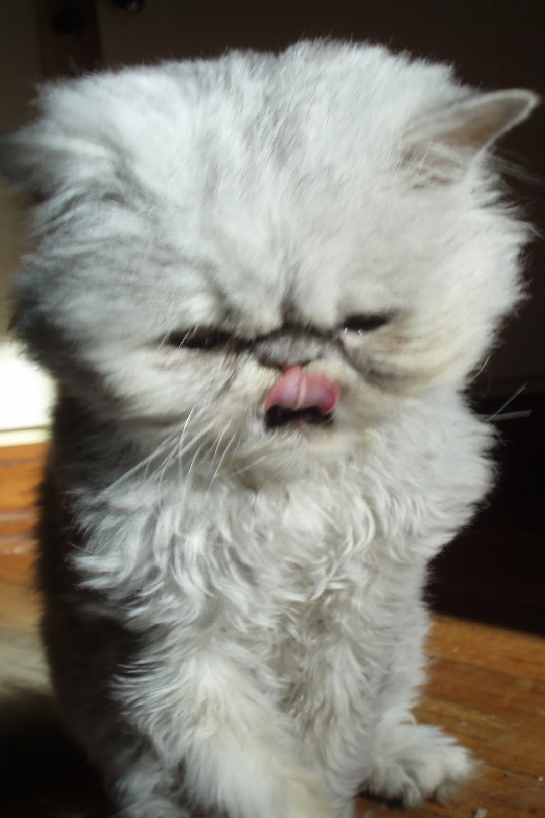 Montana Wildlife Gardener: 2010 Cat of the Year: The story of June bug