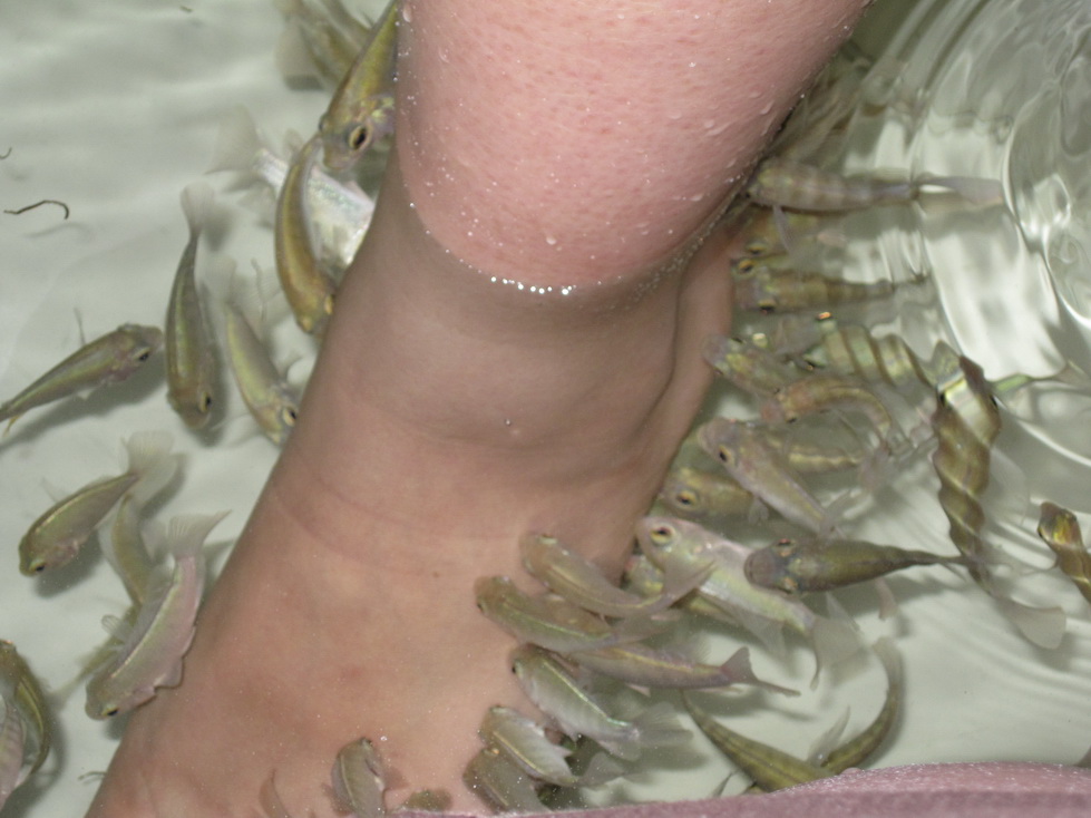 Adventures in SoKo: Dogs, Fish, and One Relaxing Weekend!