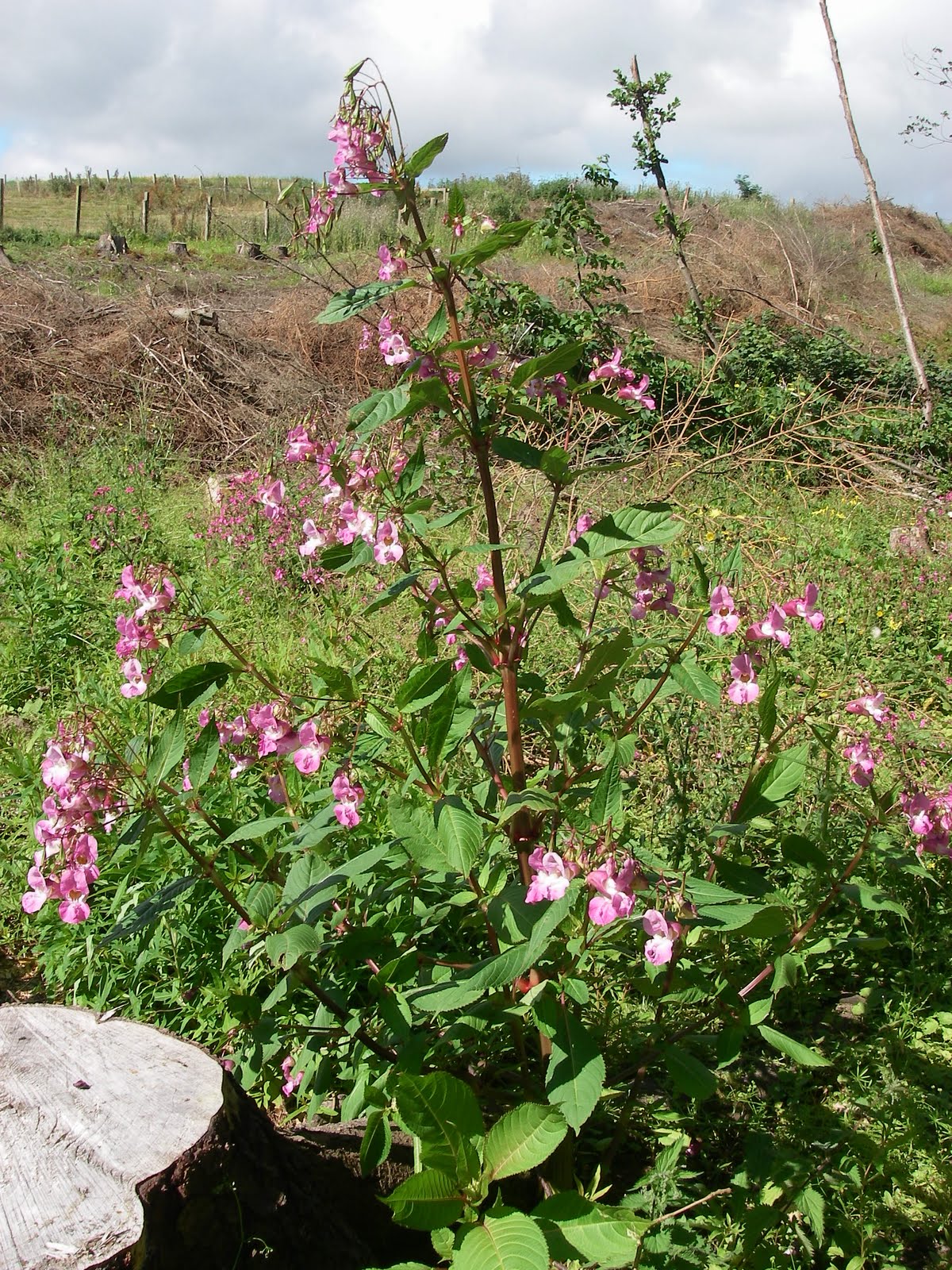 Scottish invasives: Himalayan balsam Christmas trees?!?...