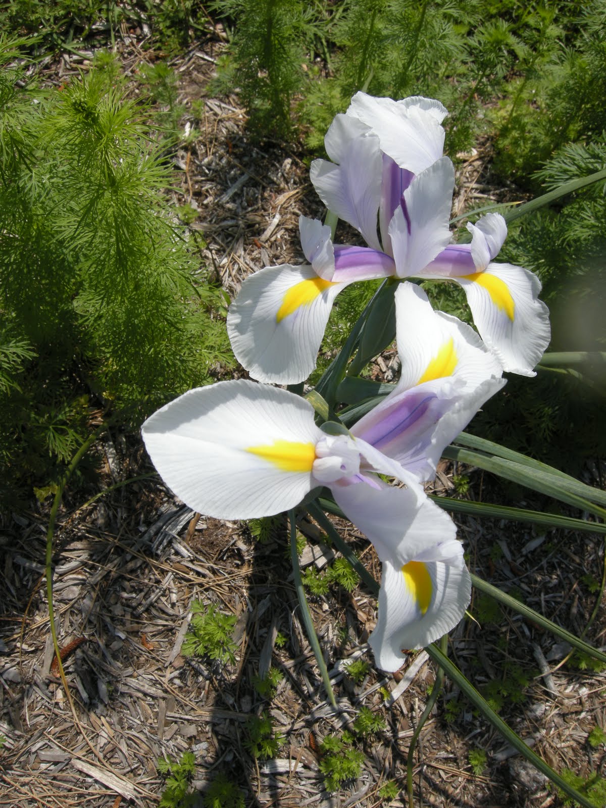 Kitchens Are Monkey Business: More Of Rosie's Flowers.
