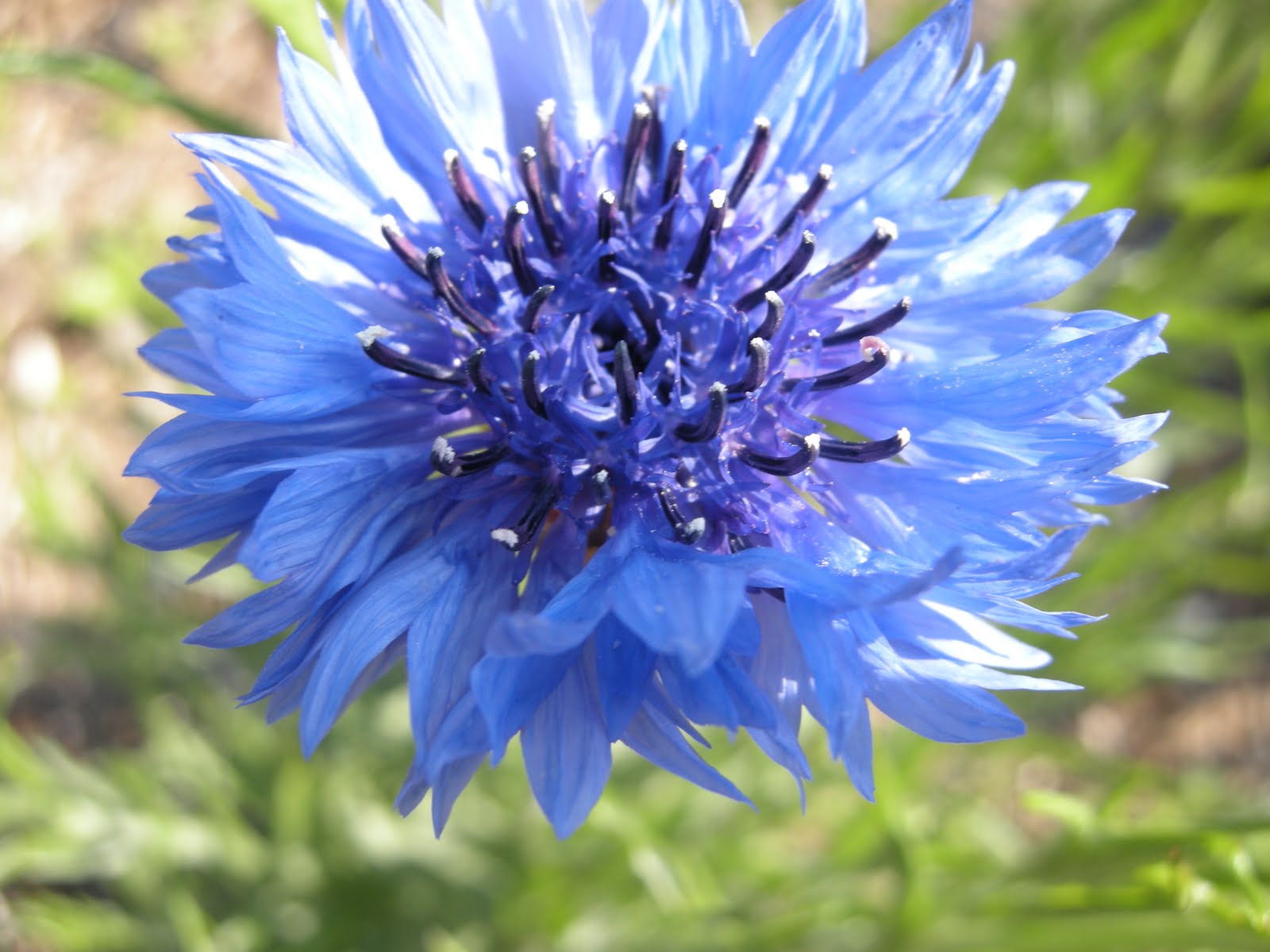 Kitchens Are Monkey Business: More Of Rosie's Flowers.