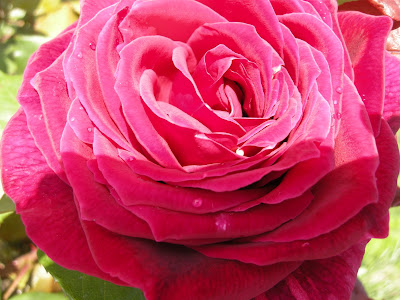 Kitchens Are Monkey Business: More Of Rosie's Flowers.