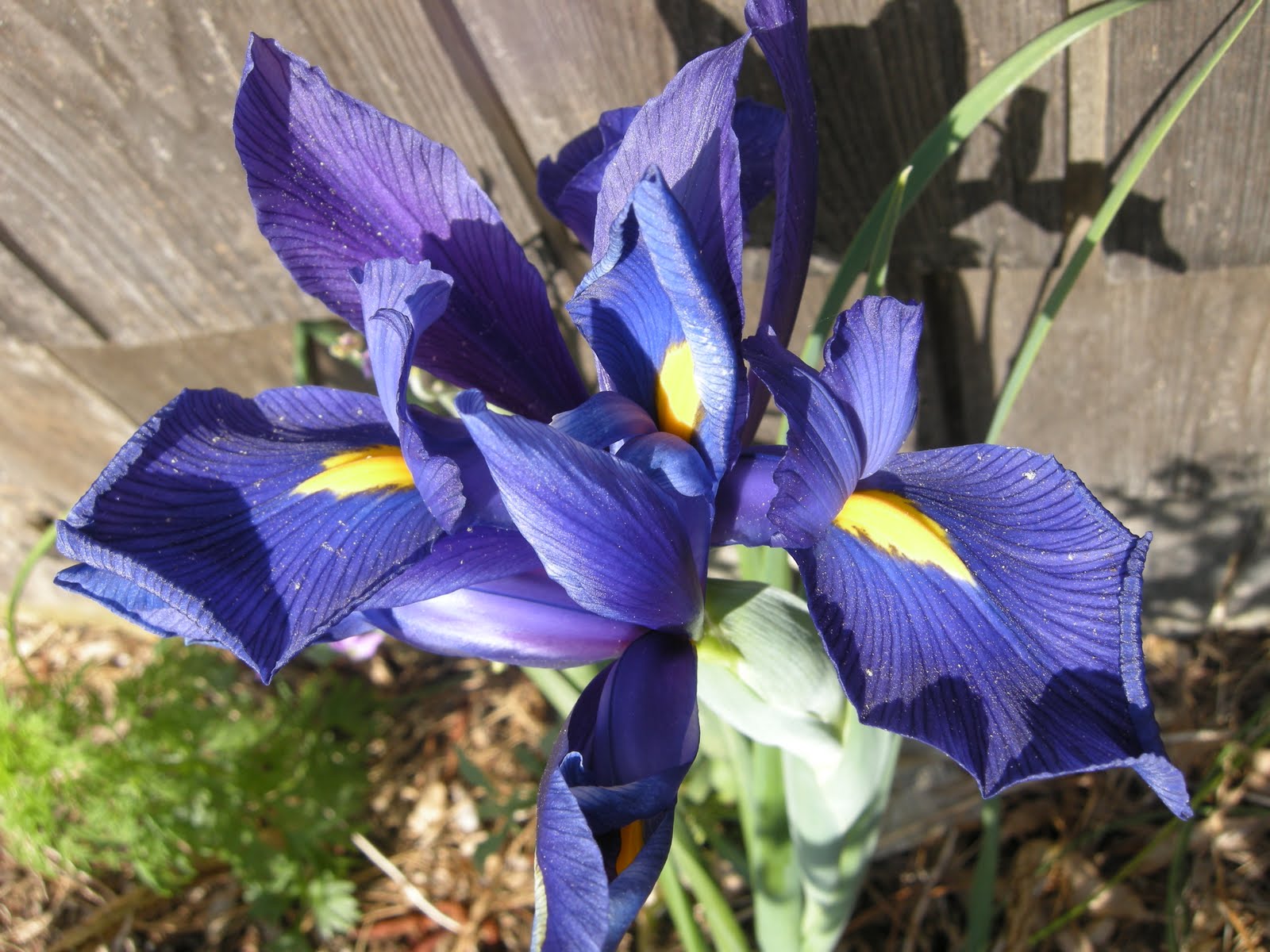 Kitchens Are Monkey Business: More Of Rosie's Flowers.