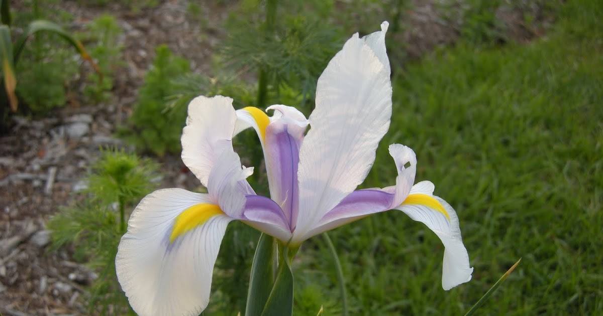 Kitchens Are Monkey Business: More Of Rosie's Flowers.