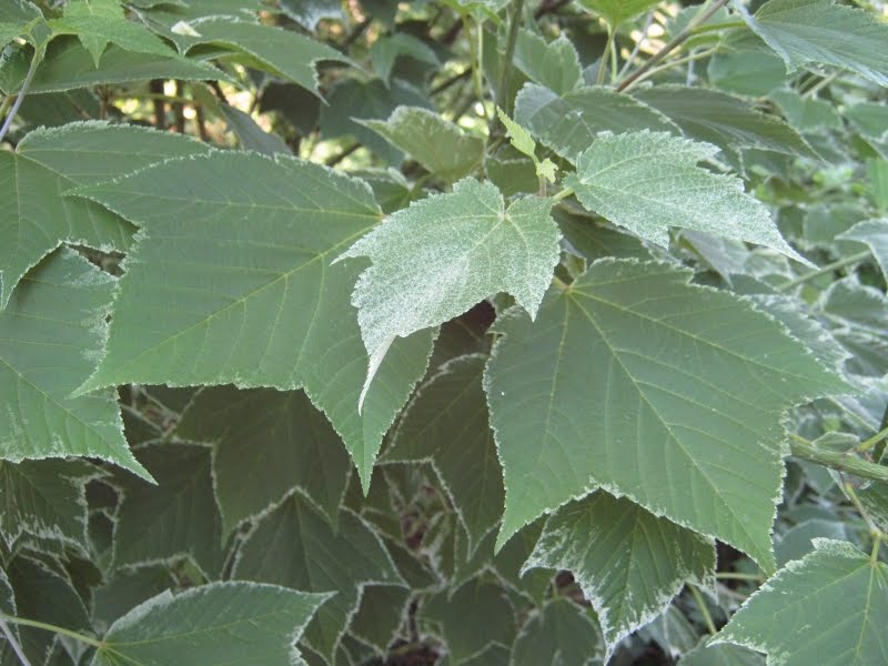 Future Plants by Randy Stewart: Old World Maples