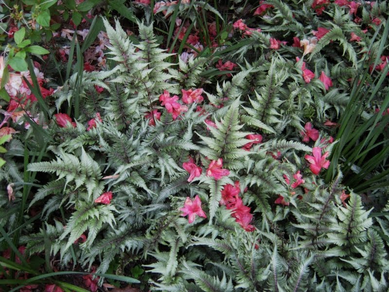 Future Plants by Randy Stewart: Fern - Athyrium ( Painted & Lady Ferns )