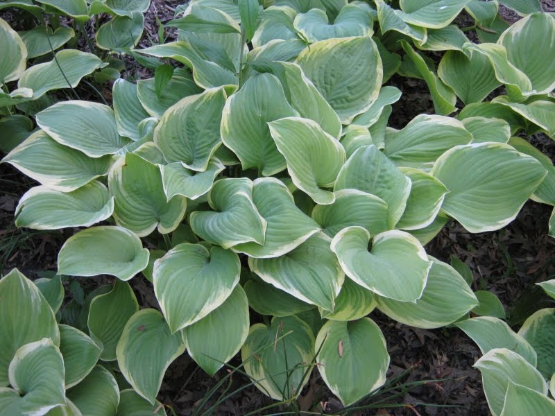 Future Plants by Randy Stewart: Hosta