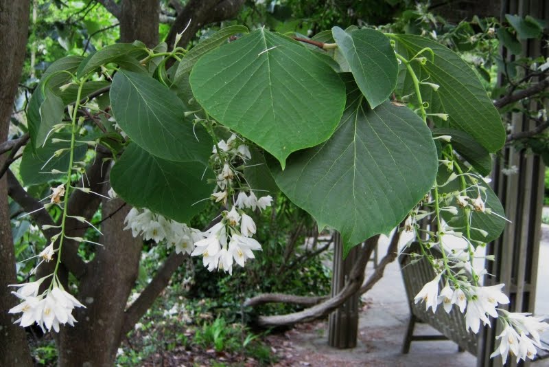 Future Plants by Randy Stewart: Snowbells