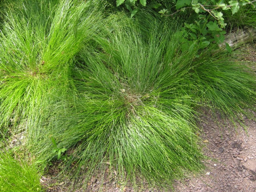 Future Plants by Randy Stewart: Carex - Ornamental Sedge