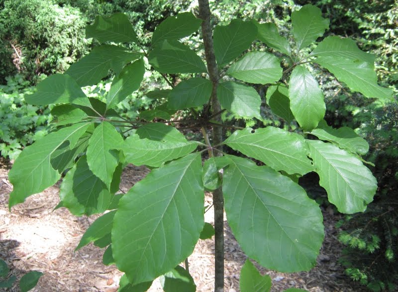 Future Plants by Randy Stewart: SIBERIAN GINSENG & Other Eleutherococcus