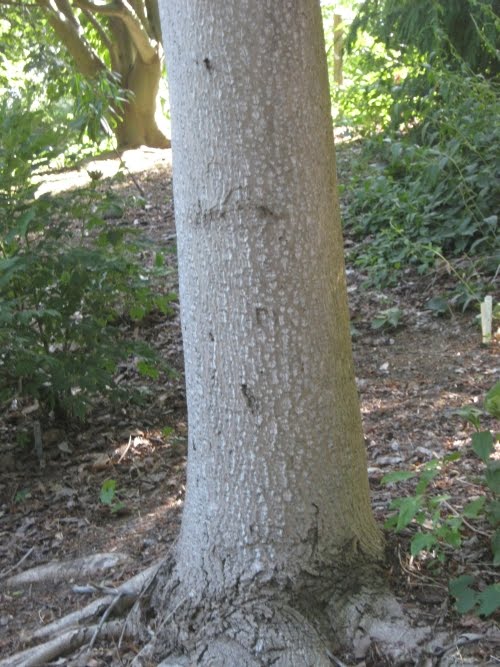 Future Plants by Randy Stewart: Liriodendron - Tulip Tree