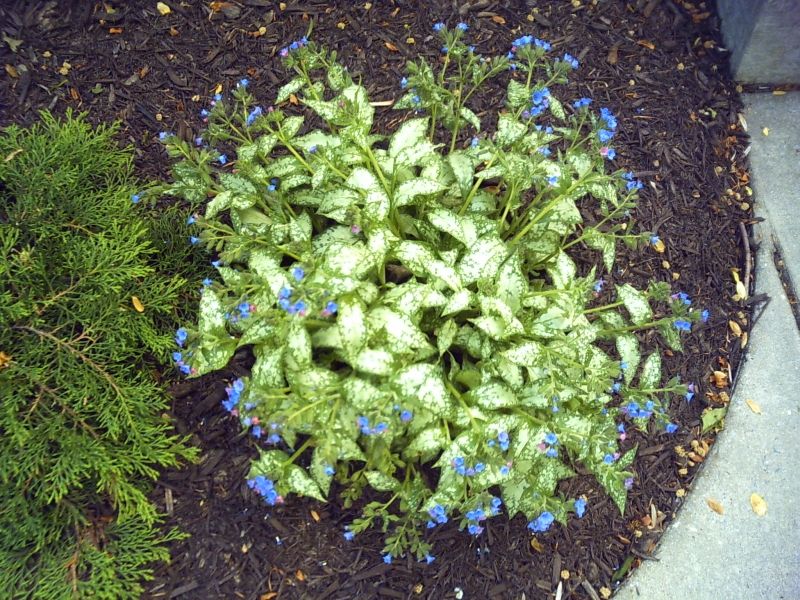 Pulmonaria Moonshine