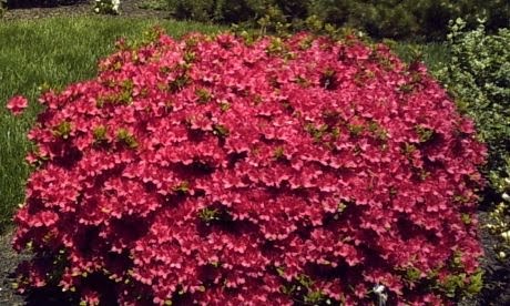 Future Plants by Randy Stewart: Azaleas -Evergreen Hybrids