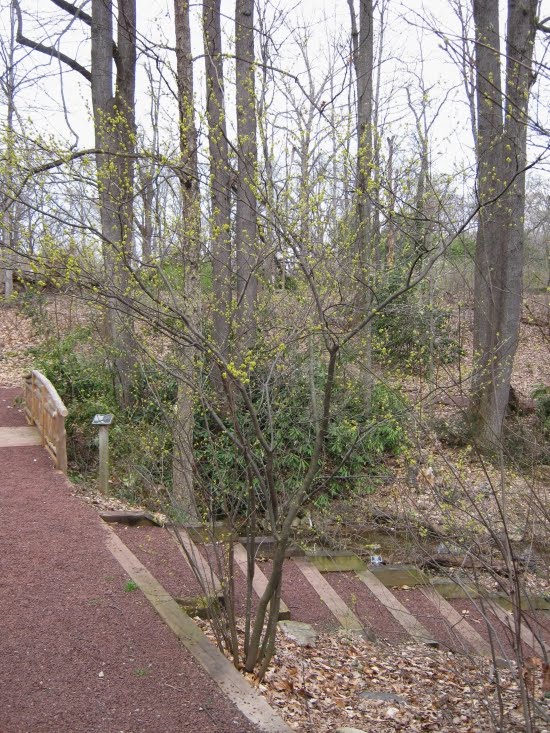 Future Plants by Randy Stewart: Spicebushes - The Lindera's