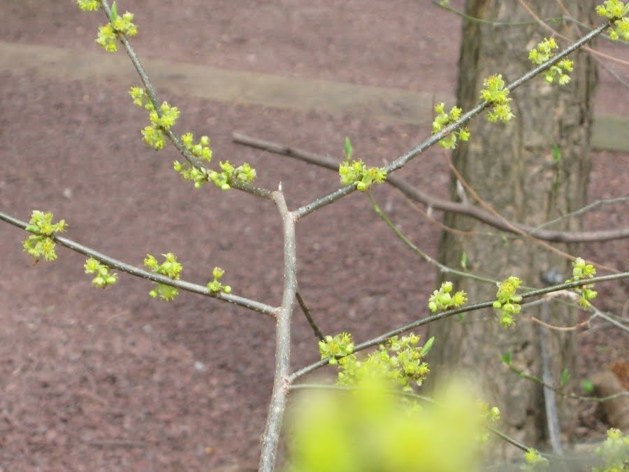 Future Plants by Randy Stewart: Spicebushes - The Lindera's