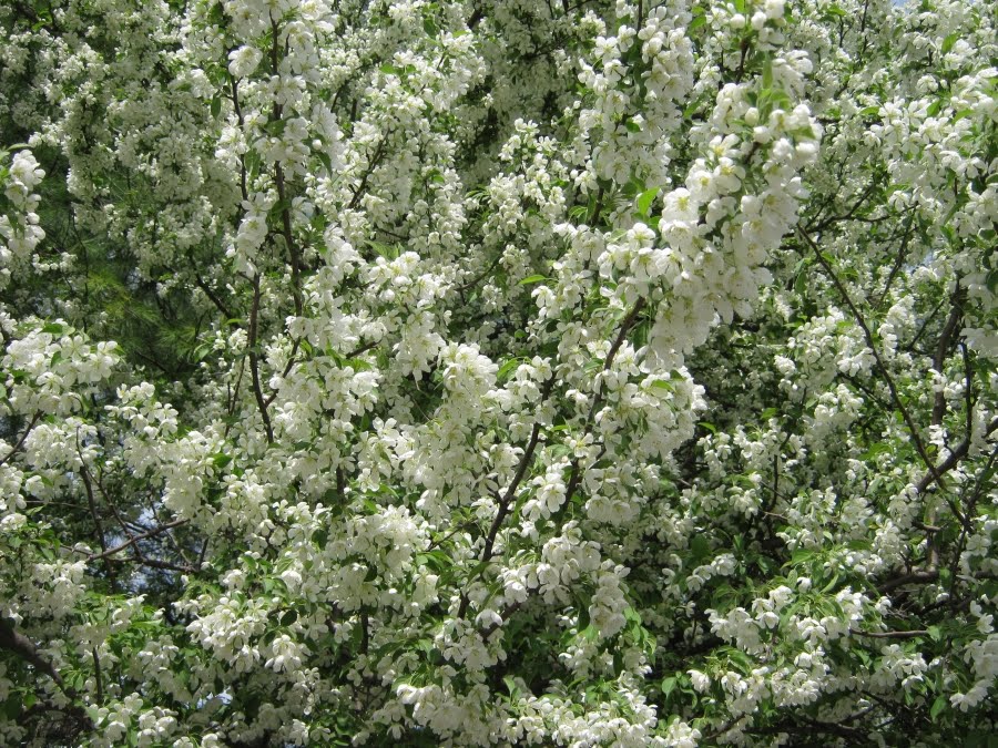 Future Plants by Randy Stewart: Crabapples and Apples - The Malus family