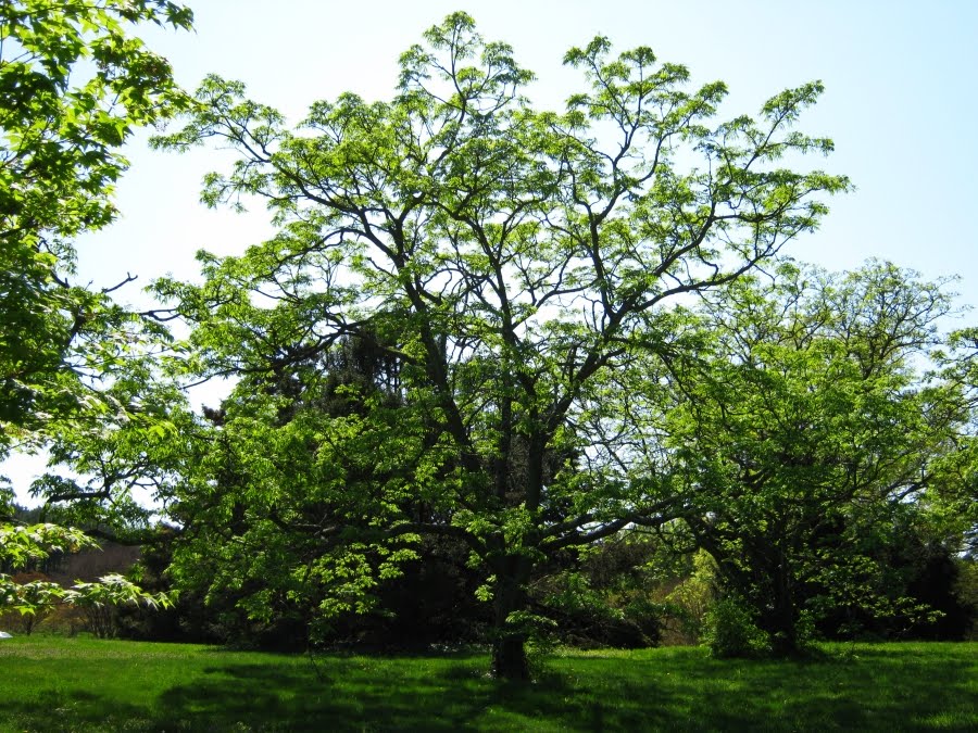 Future Plants by Randy Stewart: Corktree