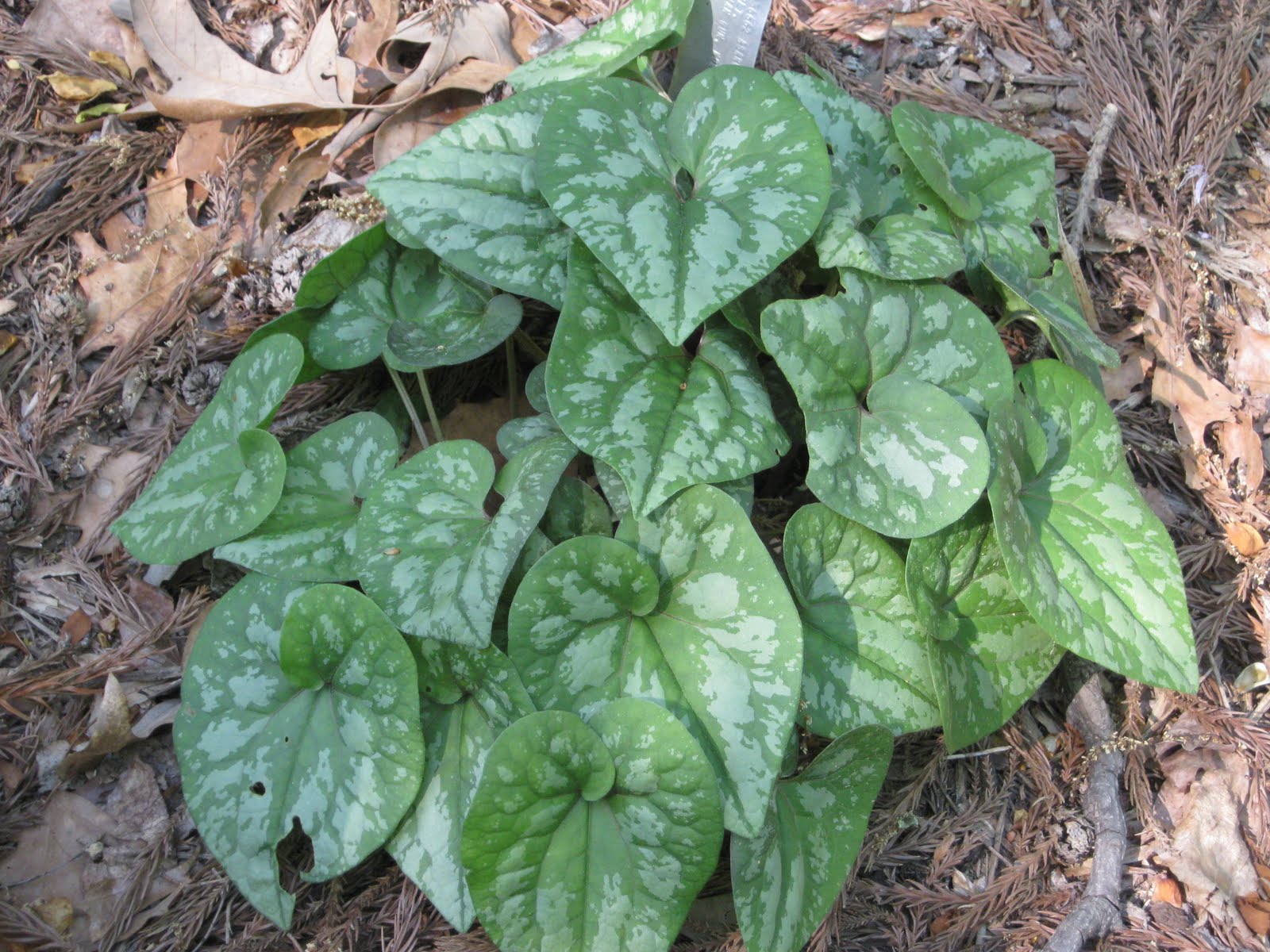 Future Plants by Randy Stewart: Asarum - Wild Gingers