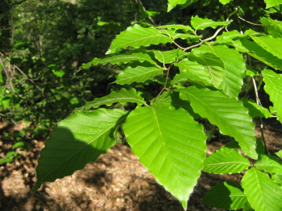 Future Plants by Randy Stewart: Beech