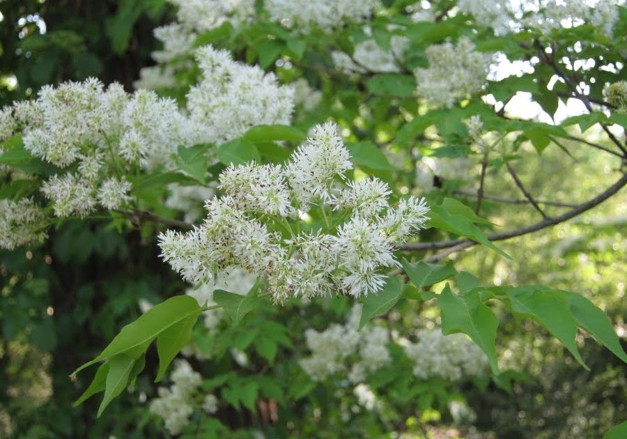 Future Plants by Randy Stewart: Xanthoceras sorbifolia - Yellowhorn