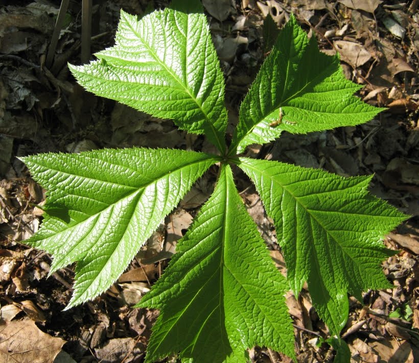 Future Plants by Randy Stewart: Rodgersia