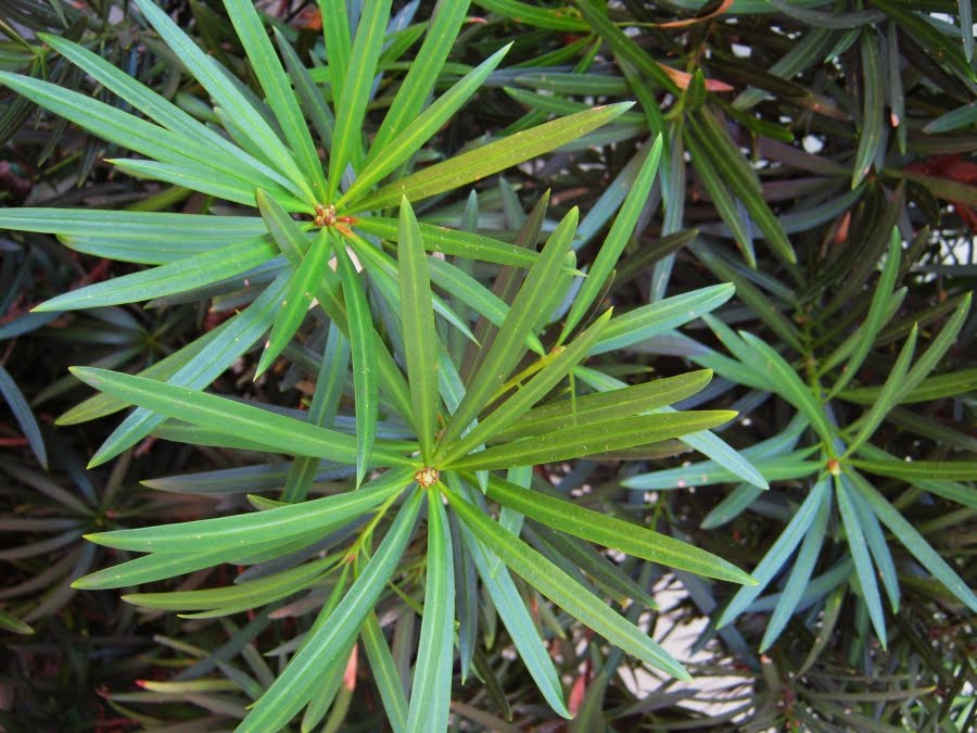 Future Plants by Randy Stewart: PODOCARPS