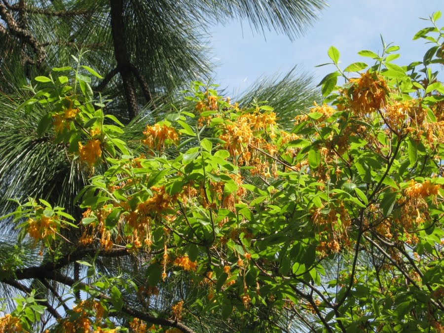 Future Plants by Randy Stewart: Azalea - Deciduous Species