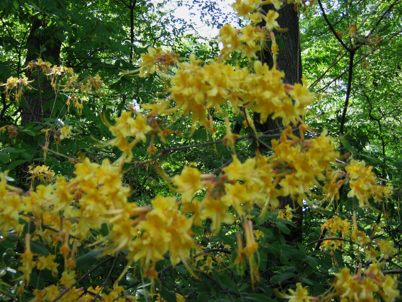 Future Plants by Randy Stewart: Azalea - Deciduous Species