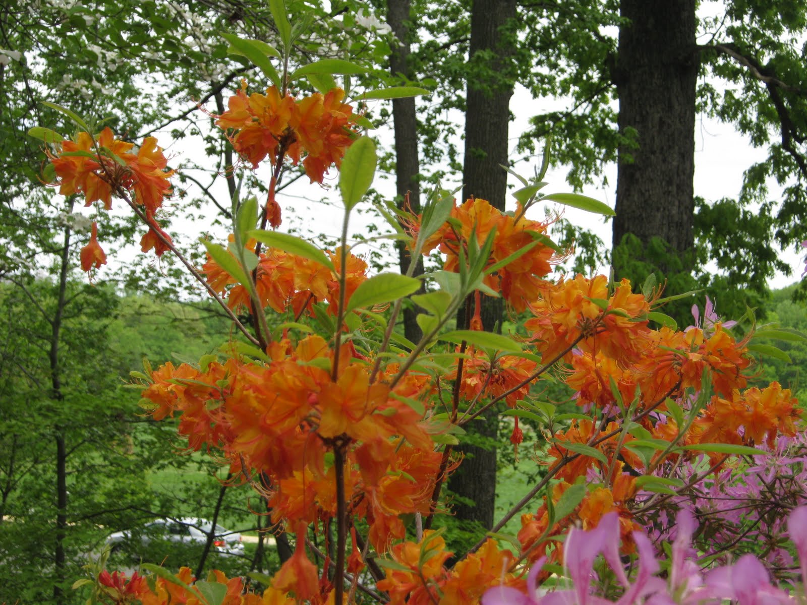 Future Plants by Randy Stewart: Azalea - Deciduous Hybrids