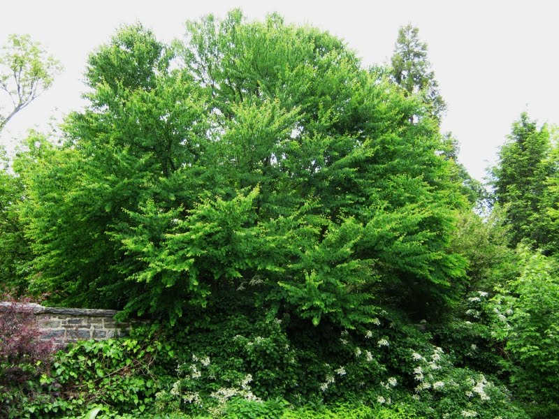 Future Plants by Randy Stewart: Katsura Tree