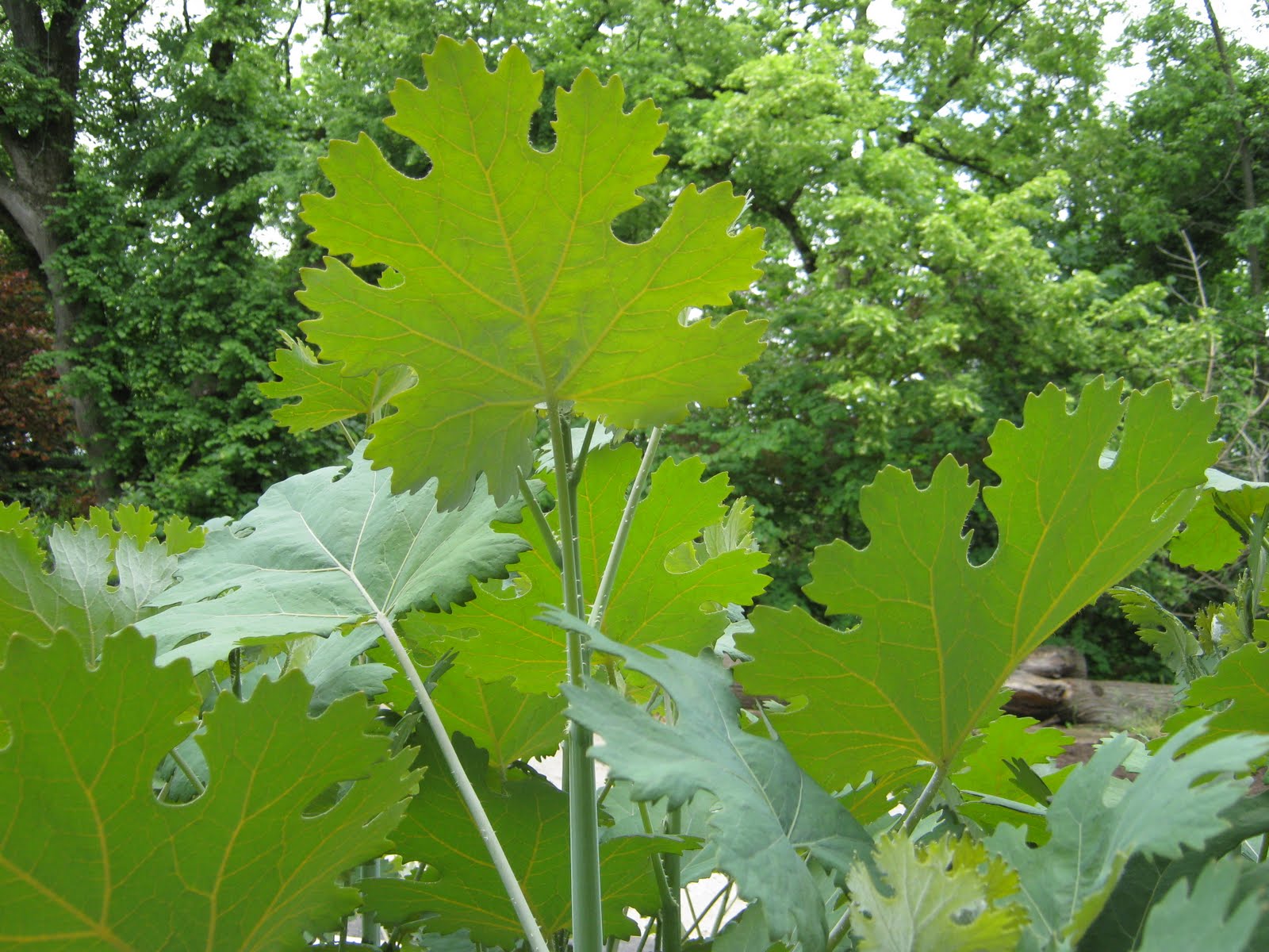 Future Plants by Randy Stewart: Macleaya - Plume Poppy