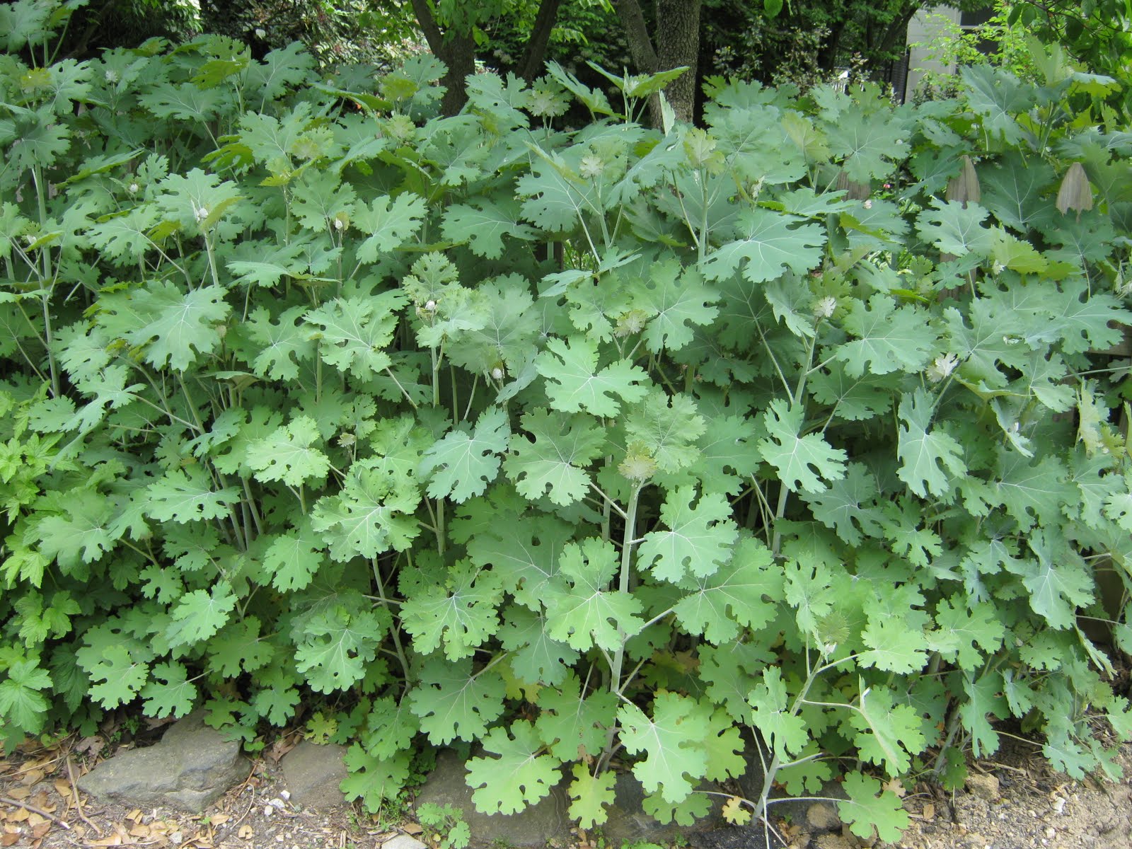 Future Plants by Randy Stewart: Macleaya - Plume Poppy