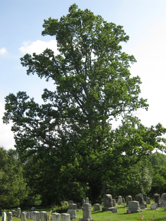 Future Plants by Randy Stewart: Liriodendron - Tulip Tree