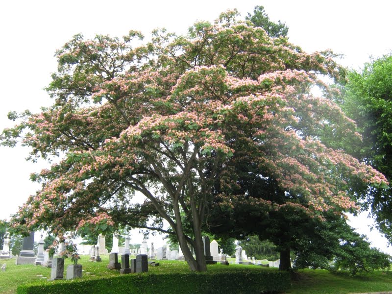 Future Plants by Randy Stewart: Albizia - Siris / Silk Trees