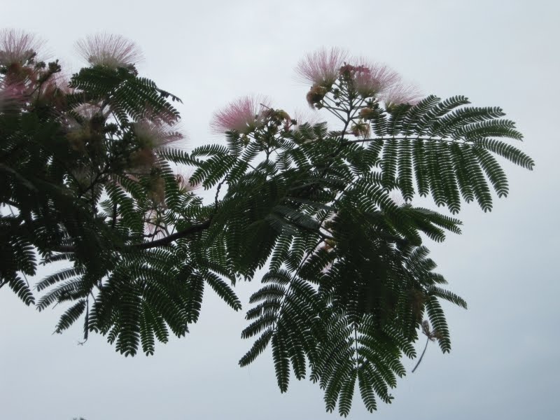 Future Plants by Randy Stewart: Albizia - Siris / Silk Trees
