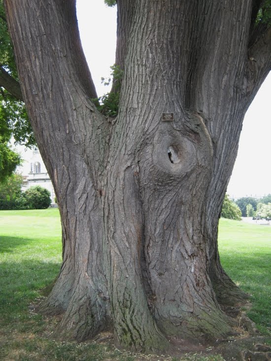 Future Plants by Randy Stewart: Sophora, Kowhai & Pagoda Tree