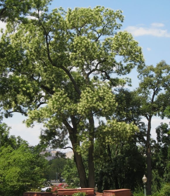 Future Plants by Randy Stewart: Sophora, Kowhai & Pagoda Tree