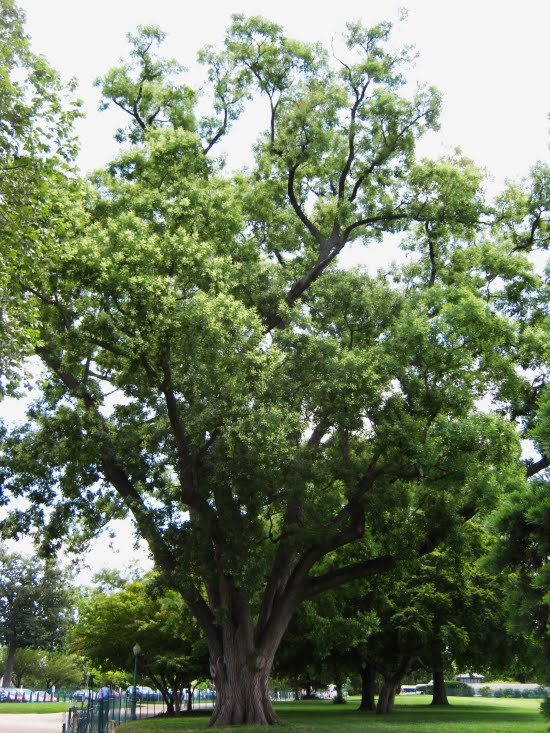 Future Plants by Randy Stewart: Sophora, Kowhai & Pagoda Tree