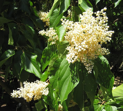 Future Plants by Randy Stewart: Pearl Bloom Tree