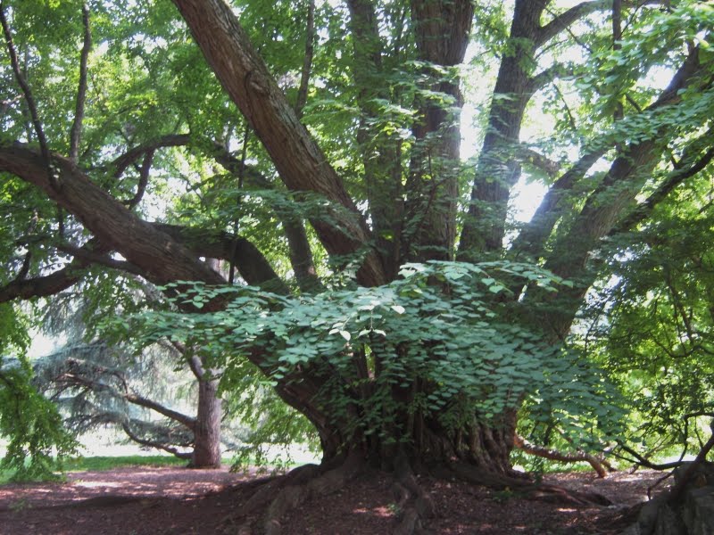 Future Plants by Randy Stewart: Katsura Tree