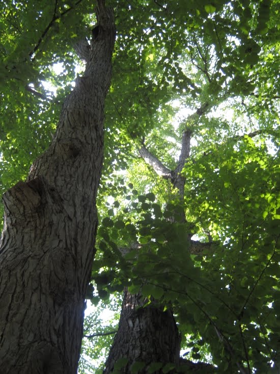 Future Plants by Randy Stewart: Katsura Tree