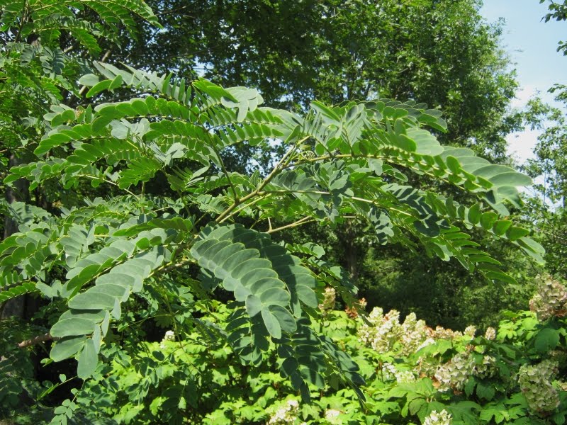 Future Plants by Randy Stewart: Albizia - Siris / Silk Trees