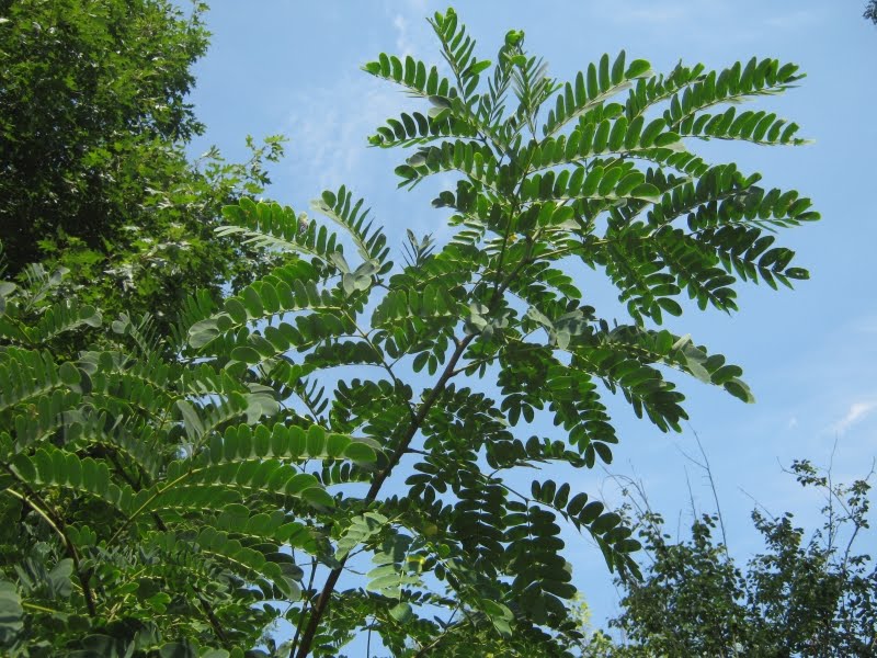 Future Plants by Randy Stewart: Albizia - Siris / Silk Trees