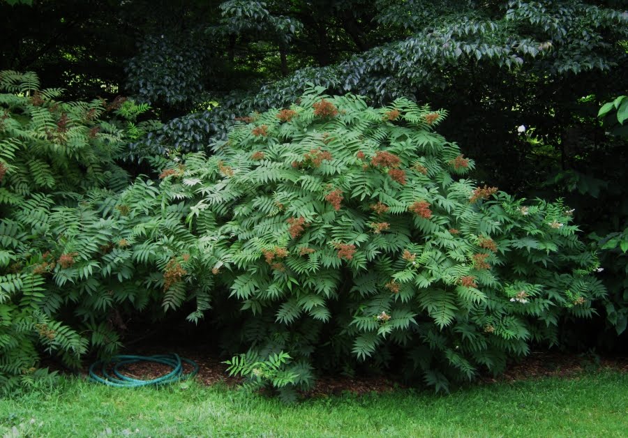 Future Plants by Randy Stewart: False Spirea