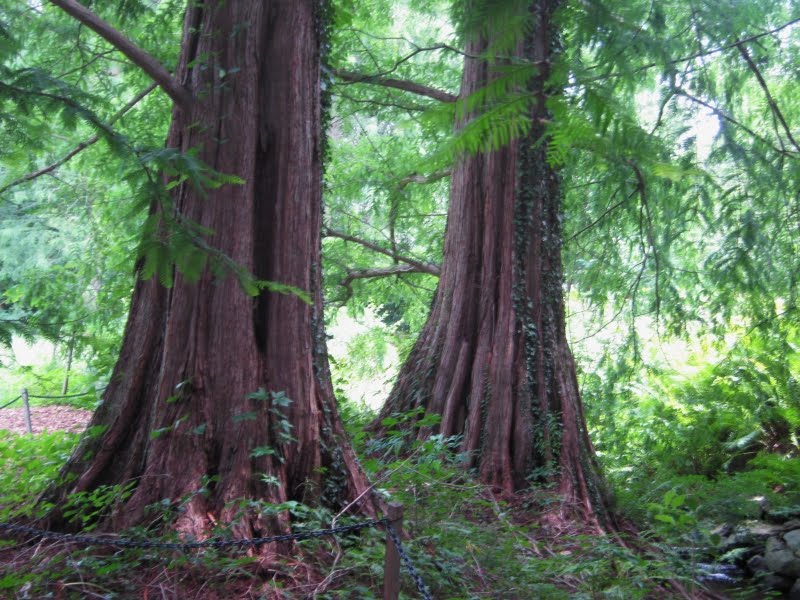 Future Plants by Randy Stewart: Redwoods & Sequoias