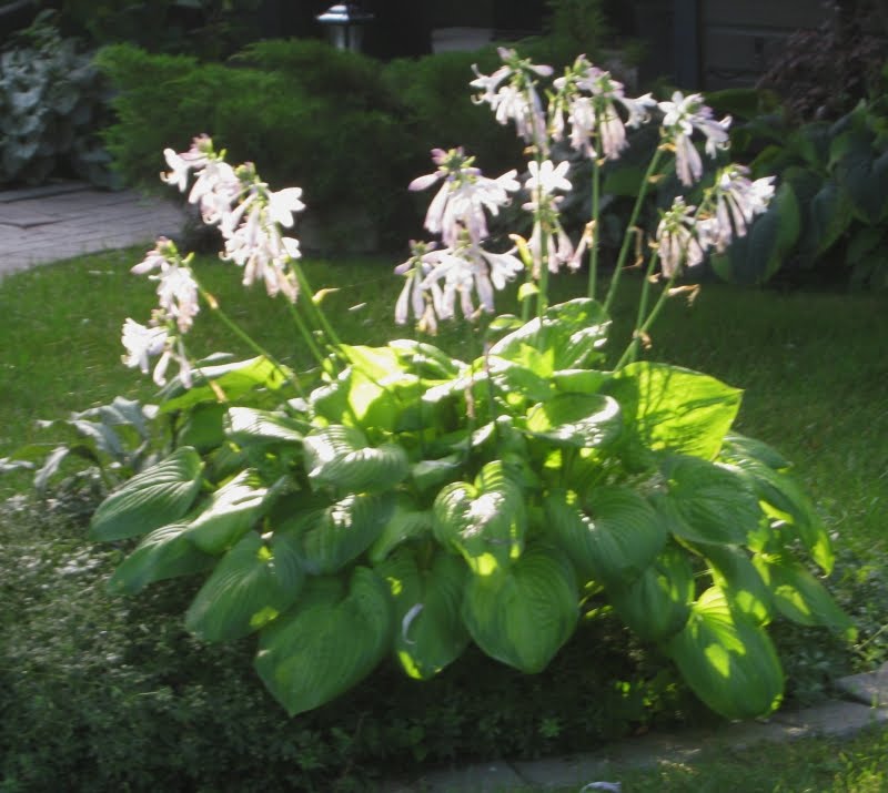 Future Plants by Randy Stewart: Hosta