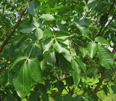 Future Plants by Randy Stewart: Hop Tree