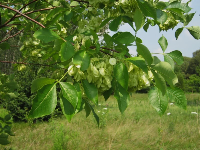 Future Plants by Randy Stewart: Hop Tree