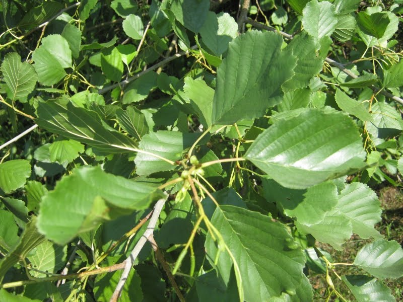 Future Plants by Randy Stewart: Alders - Useful Trees for Swampy Sites