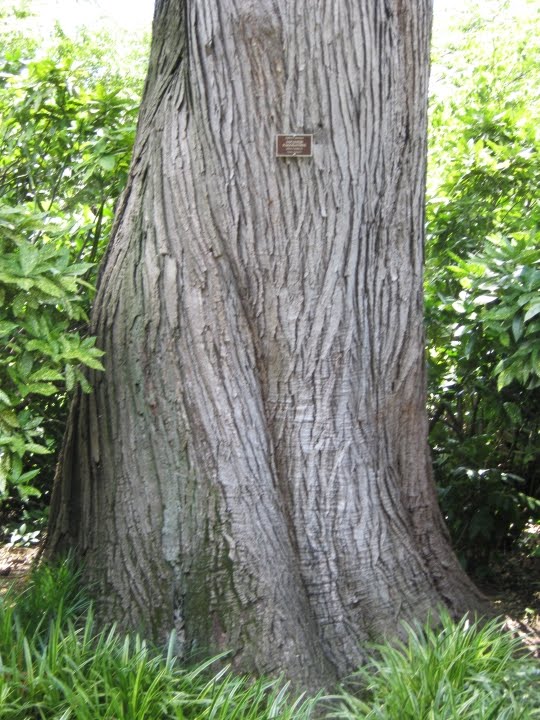Future Plants by Randy Stewart: Sophora, Kowhai & Pagoda Tree